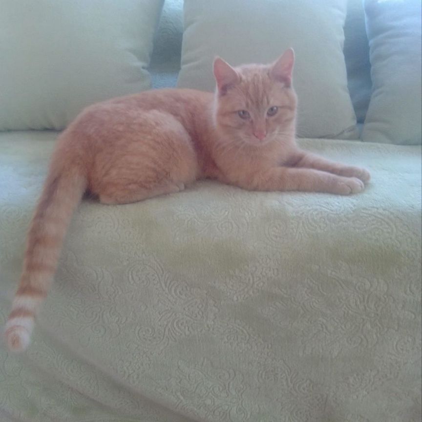 Рыжий котик