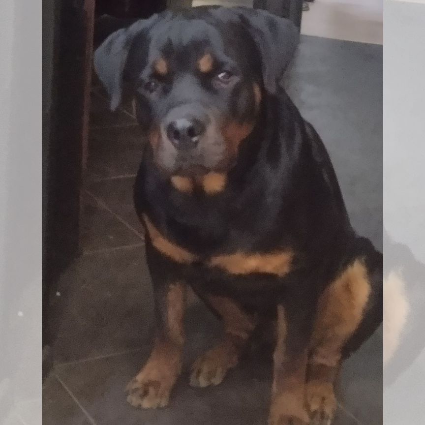 Продам молодого ротвейлера