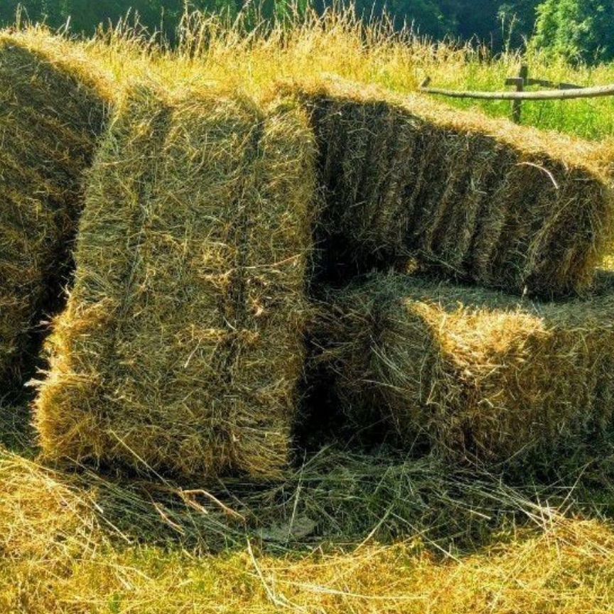 Сено в тюках и рулонах