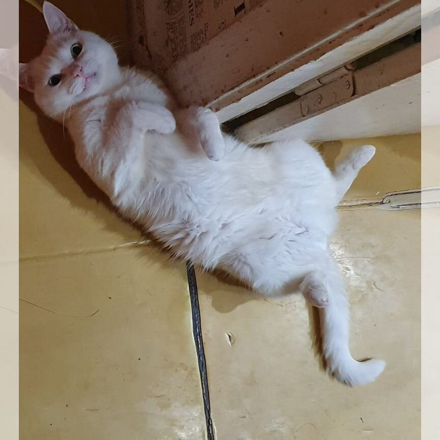Пропали кошки