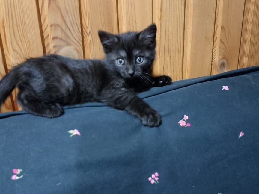 Котята чёрной русской голубой в добрые руки