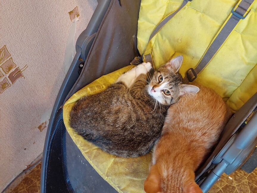 Котята в добрые руки приучены к лотку