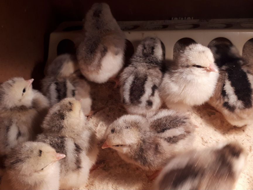 Цыплята бройлеры