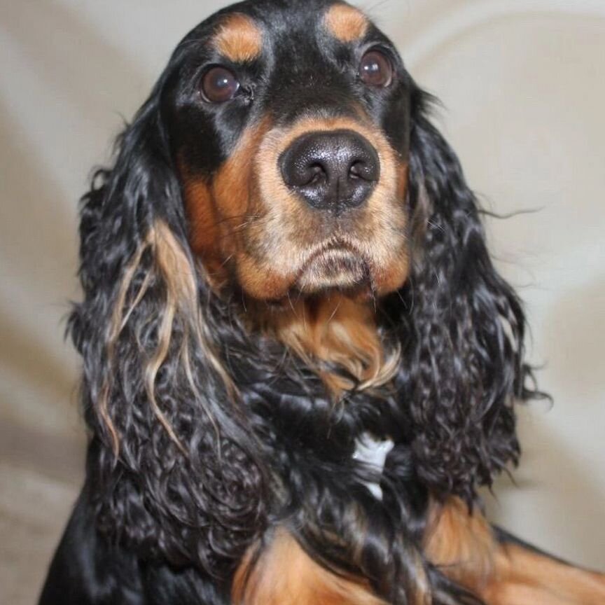 Английский кокер спаниель вязка