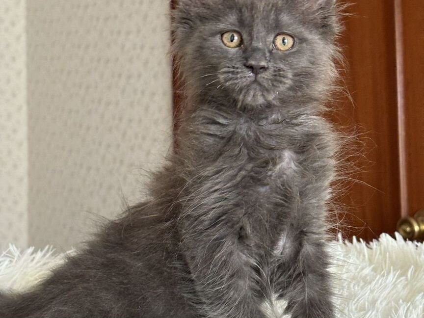 Мейн куны с документами