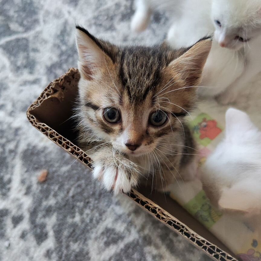 Котенок мальчик