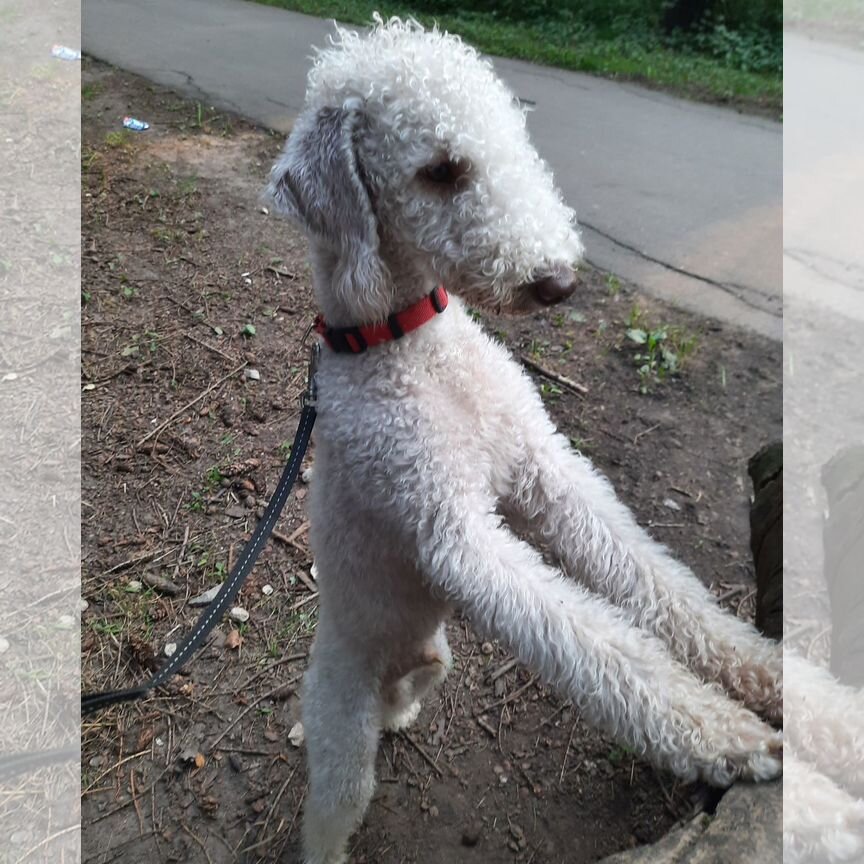 Щенок бедлингтон терьера