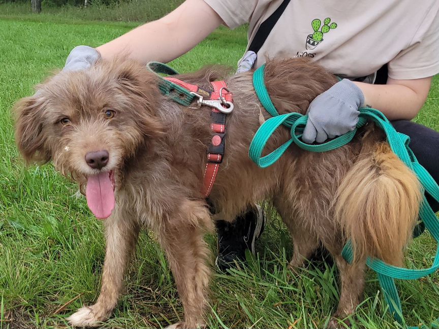 Чарли - харизма до кончика шерстинки