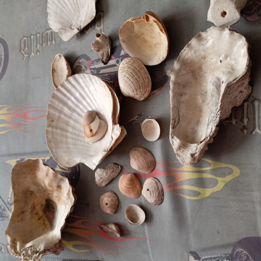 Ракушки для творчества и аквариума