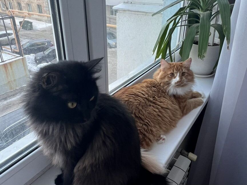 Коты в добрые руки