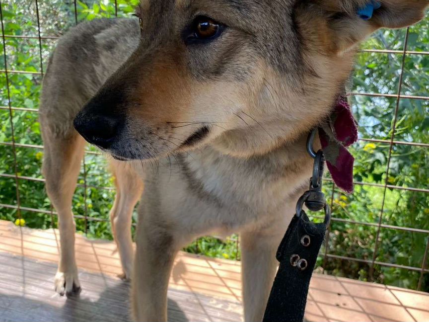 Тося. Собаки бесплатно