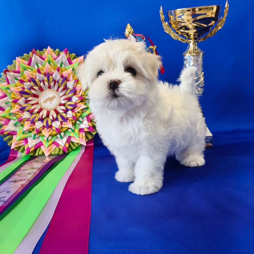 Мальчик мальтезе с документами