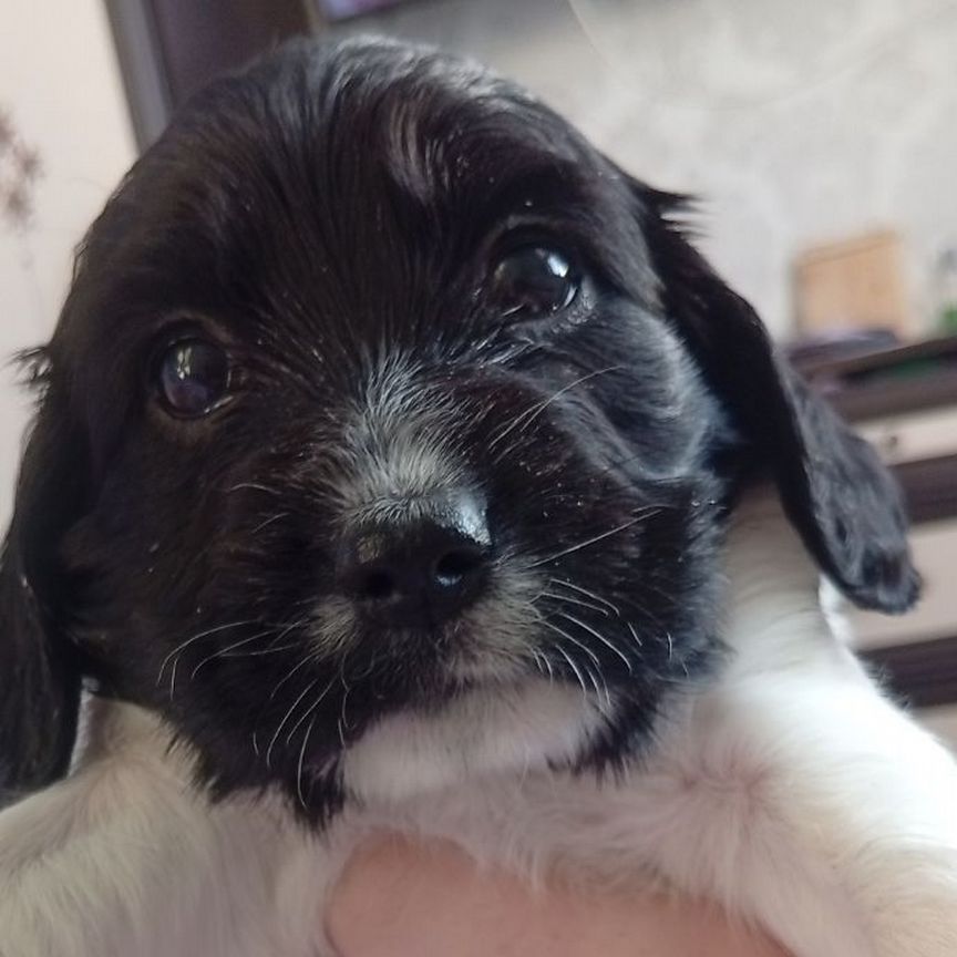 Русский охотничий спаниель, щенок