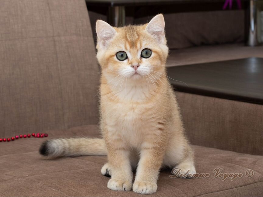 Британские котята из питомника. Амурчик