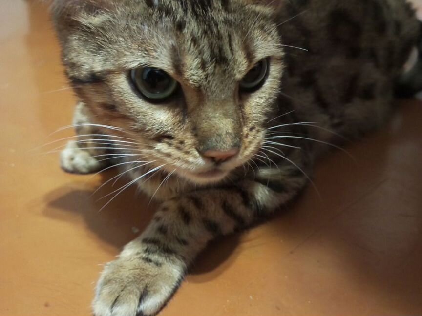 Бенгальская кошка