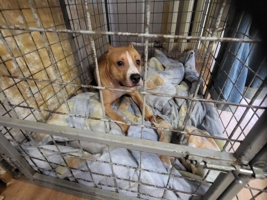 Собака в добрые руки отдам бесплатно