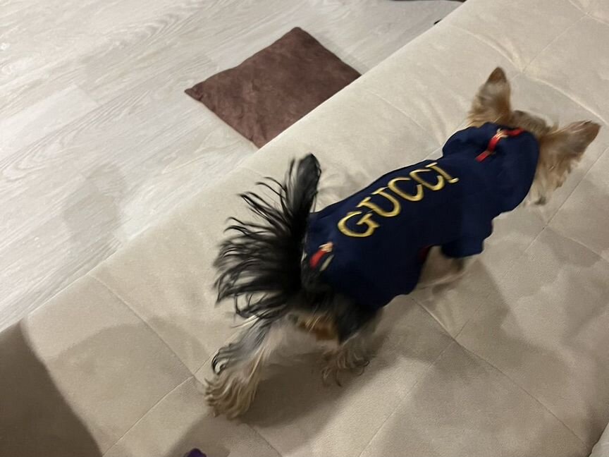 Толстовка Gucci для собаки