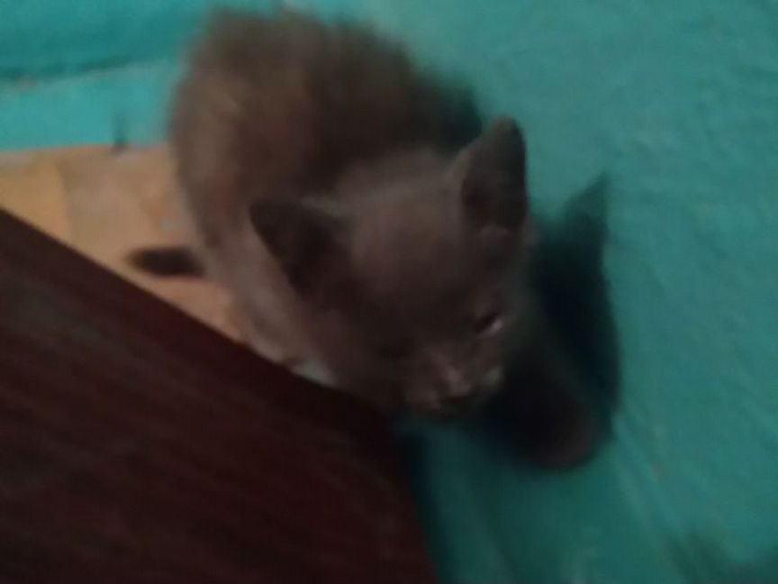 Котенок бесплатно