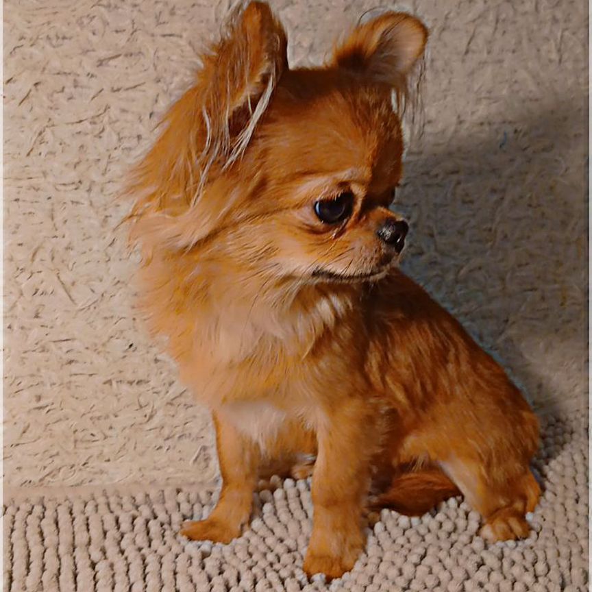 Чихуахуа, щенок