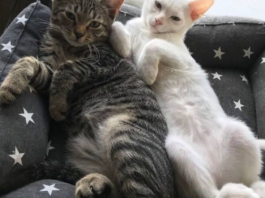 Котятки неразлучники в добрые руки