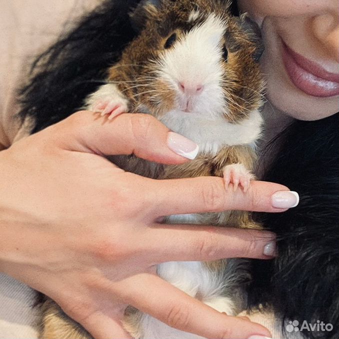 2 Морские свинки в дар