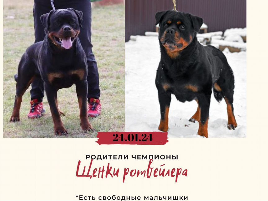 Щенки ротвейлера