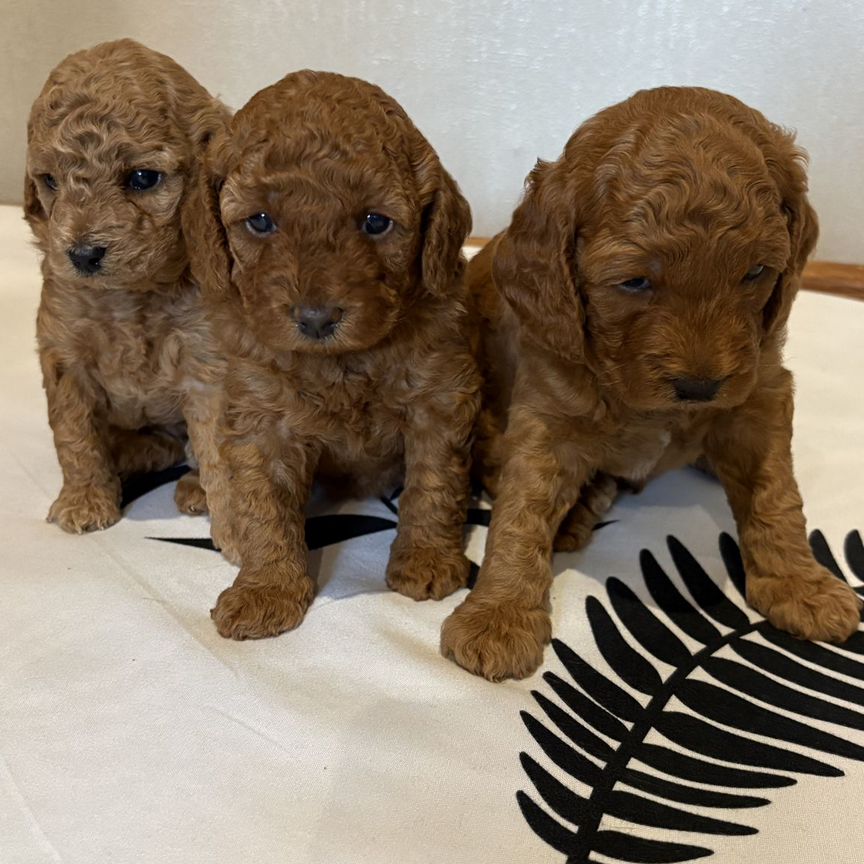 Пудель, щенок