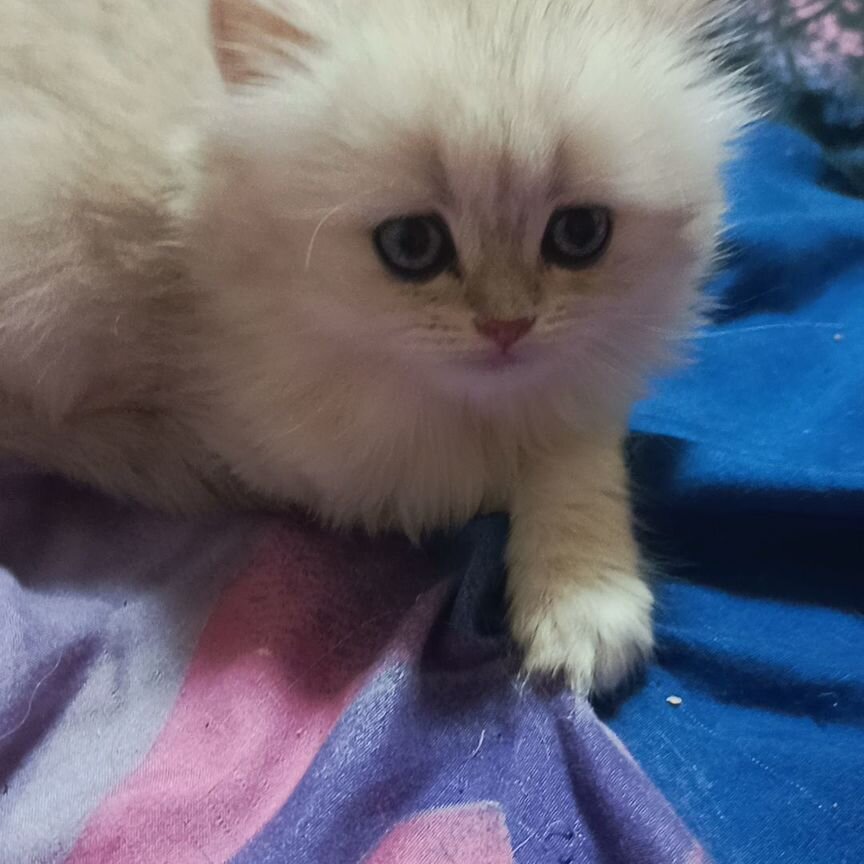 Котятки