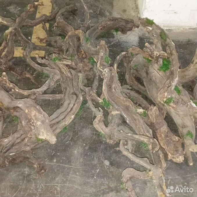 Коряги виноградная лоза