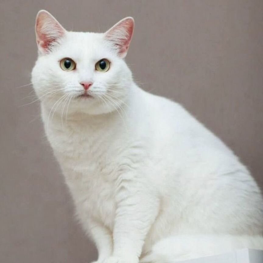 Взрослая, кошка в добрые руки