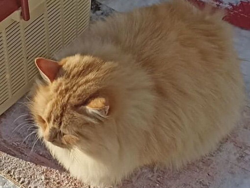 Шикарный котик Солнышко