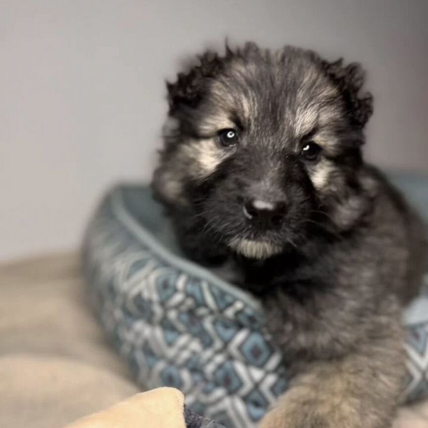 Милая девочка Грея