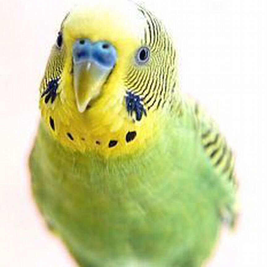 Волнистый попугай