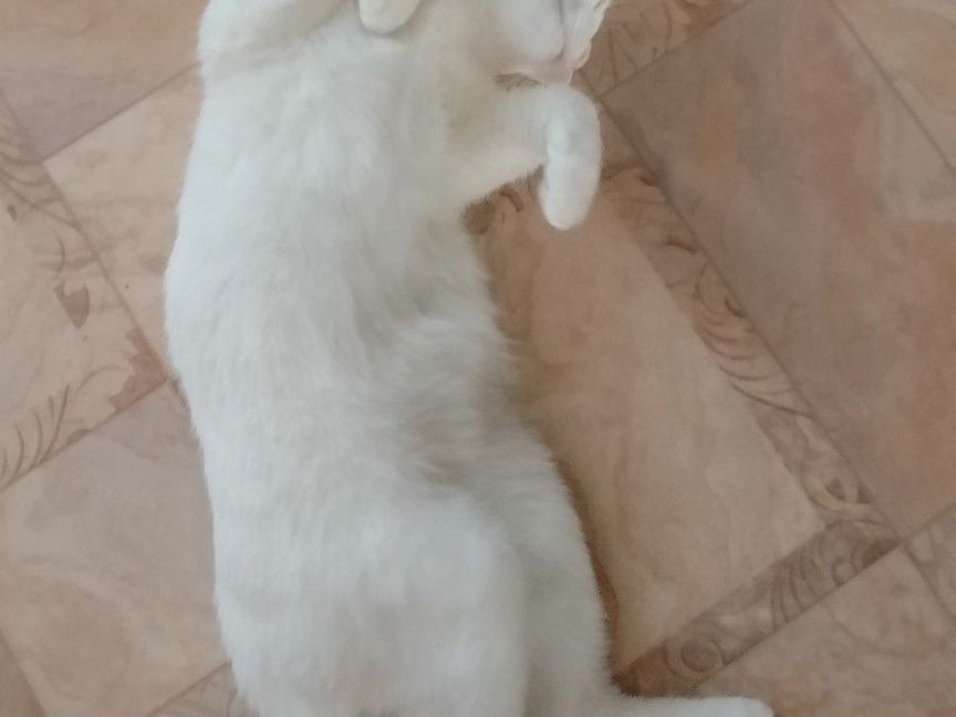 Котëнок