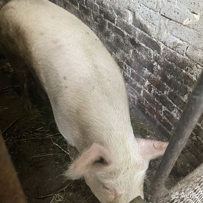 Продам хряка