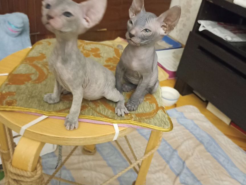 Кошки