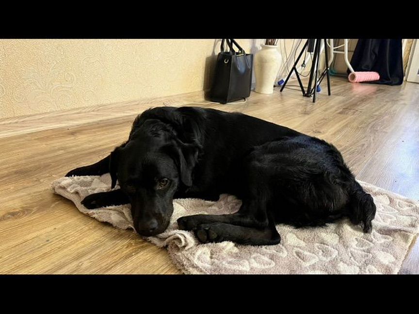 Отдам бесплатно