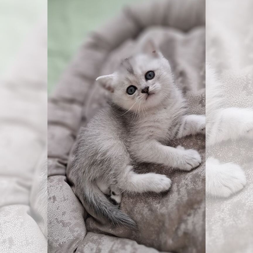 Британские котята серебристая шиншилла
