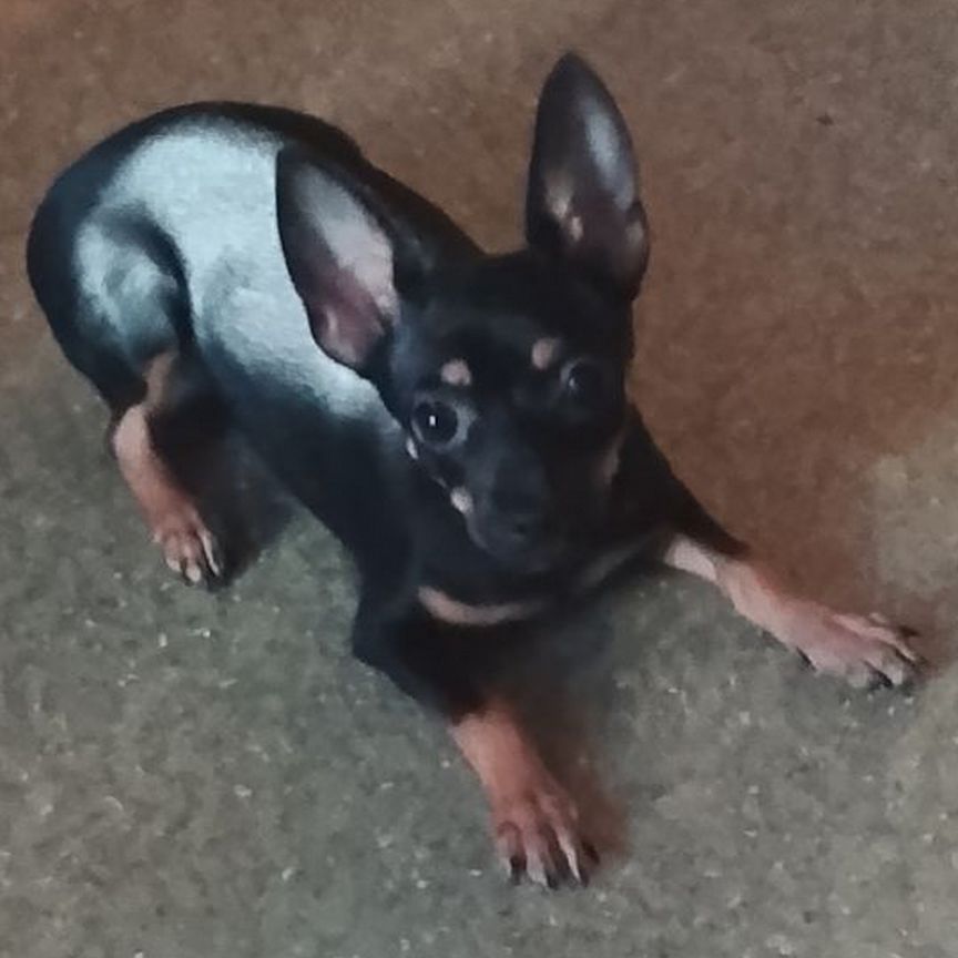 Русский той-терьер, щенок