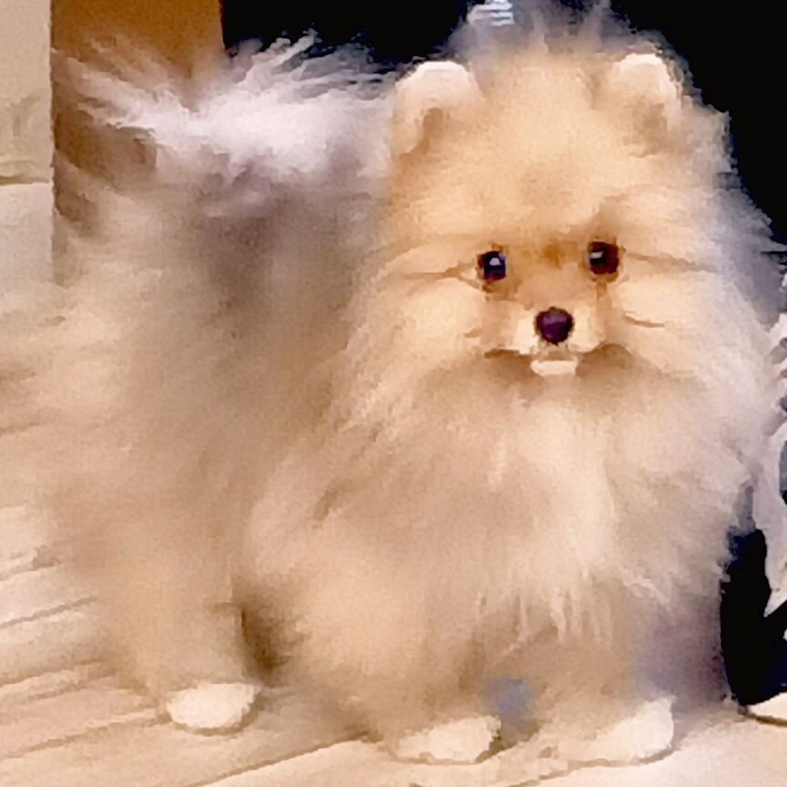 Померанский шпиц, щенок