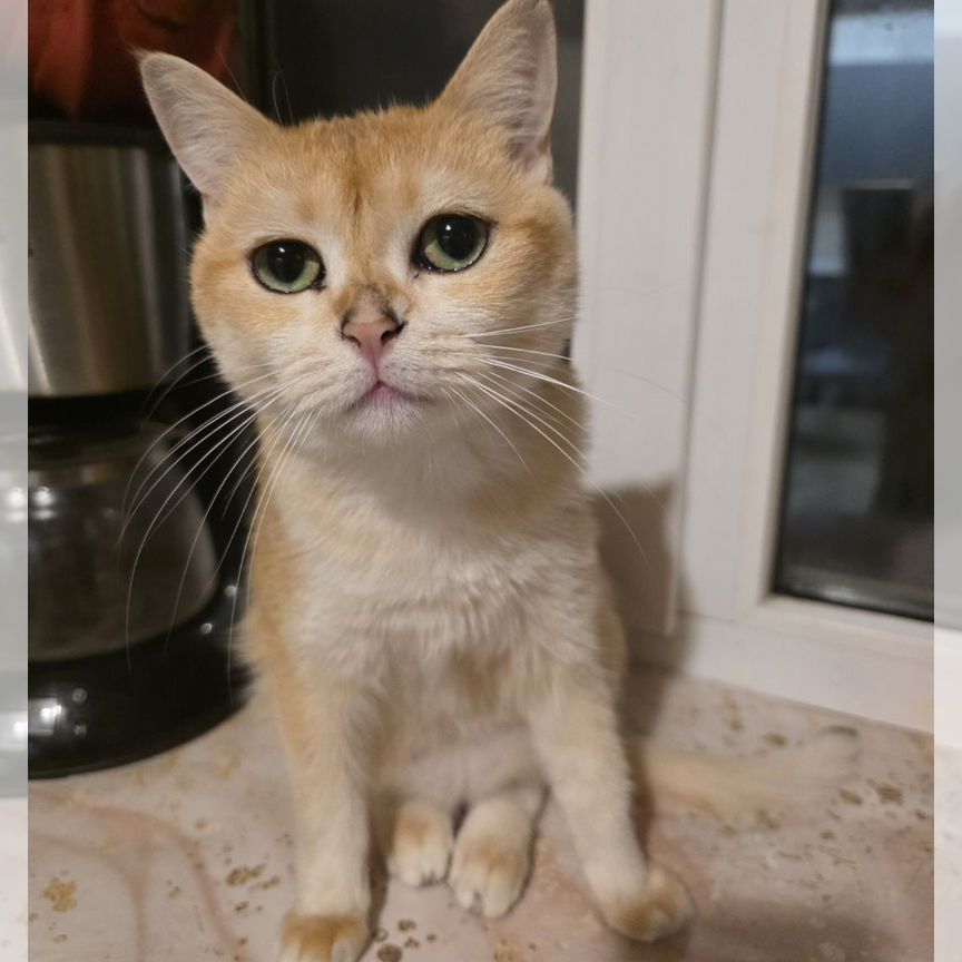 Британская короткошёрстная кошка, взрослая