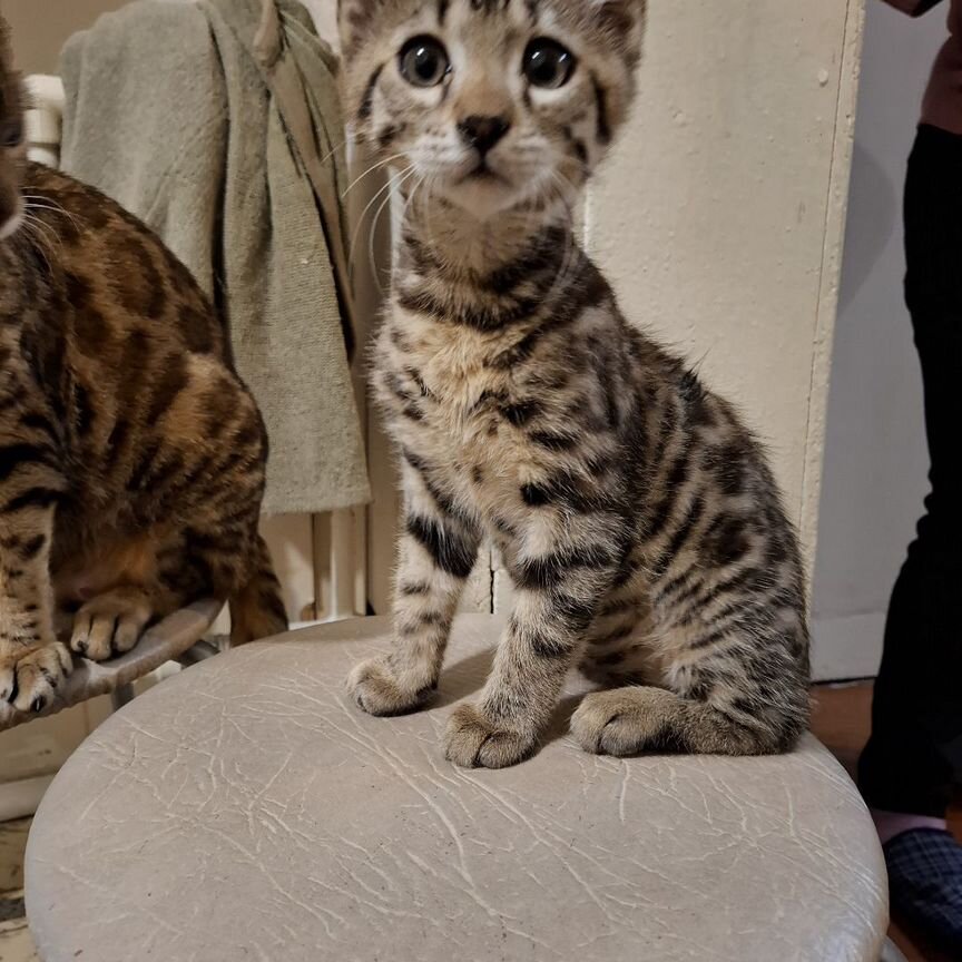 Бенгальская