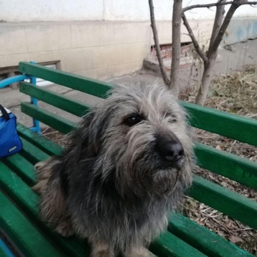 Хотим пристроить собаку в добрые руки