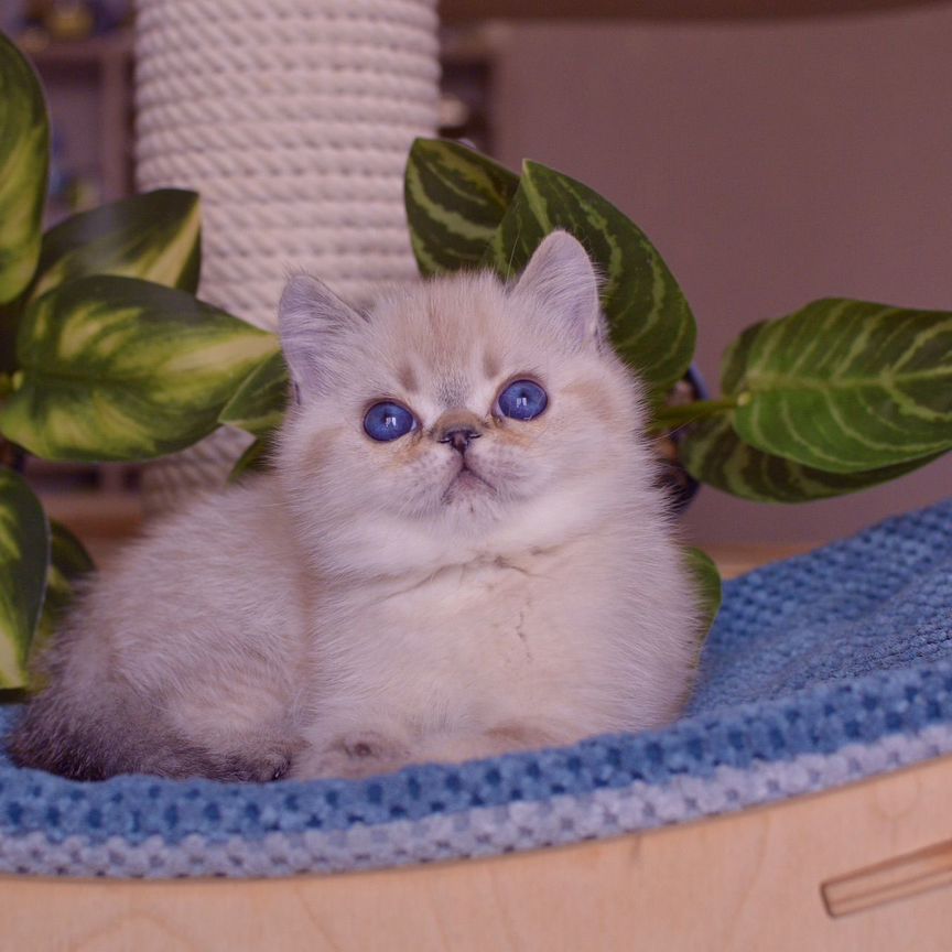 Британские котята