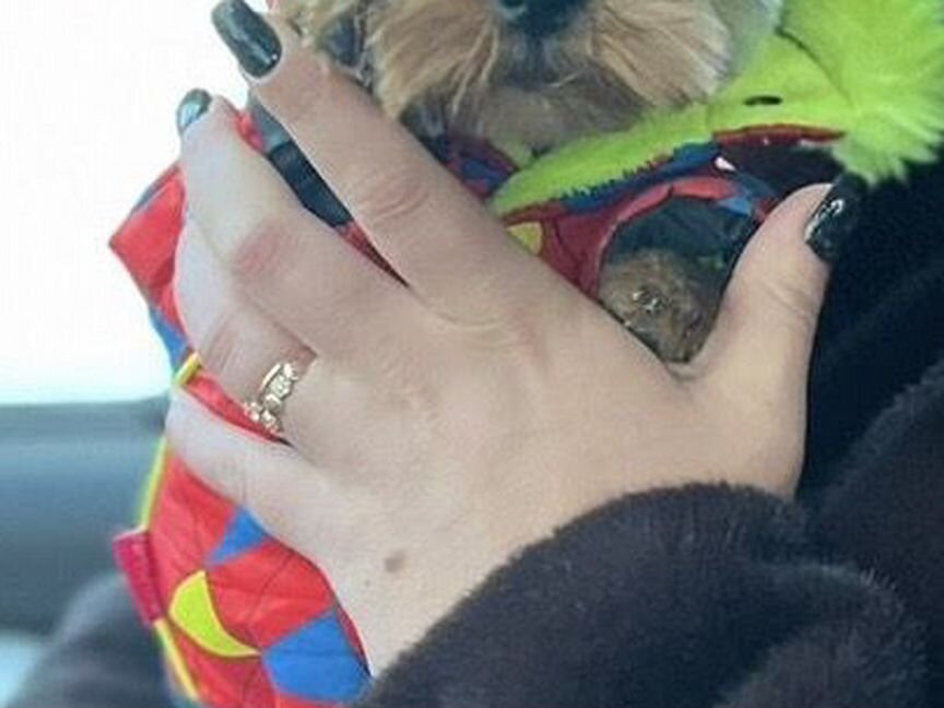 Продам: Йоркширский терьер