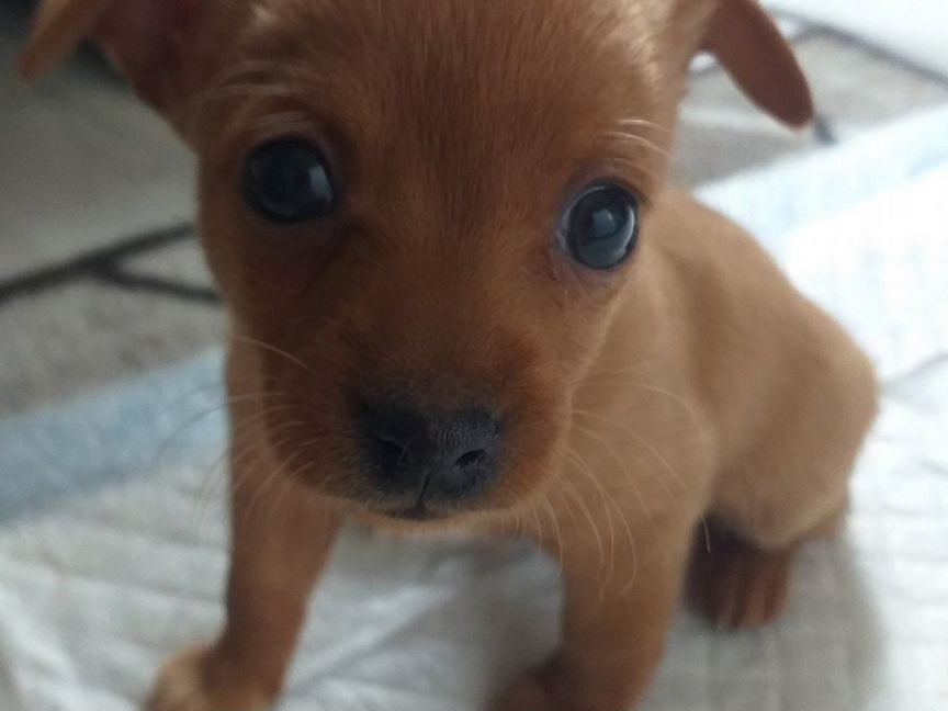 Продам щенка той - терьера