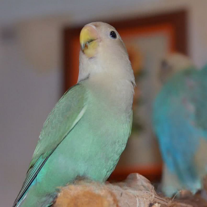 Ручной неразлучник редкого окраса