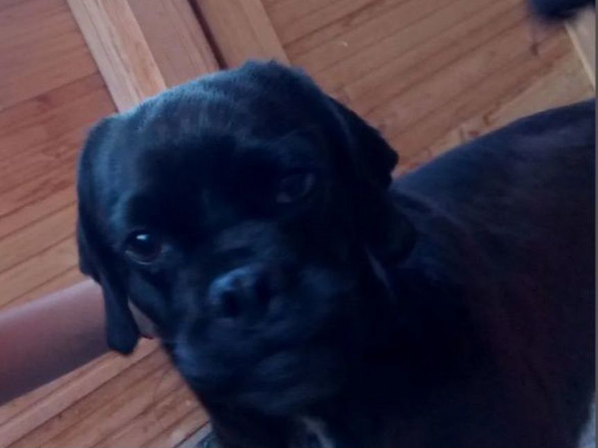 Собака мелкой породы