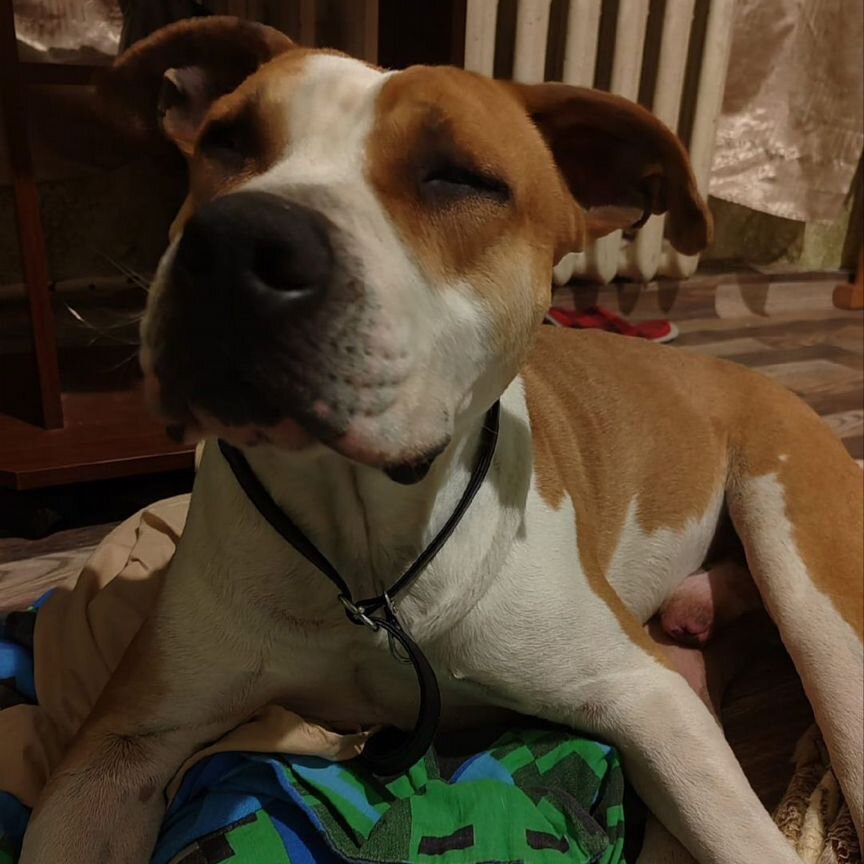 Собака в добрые руки