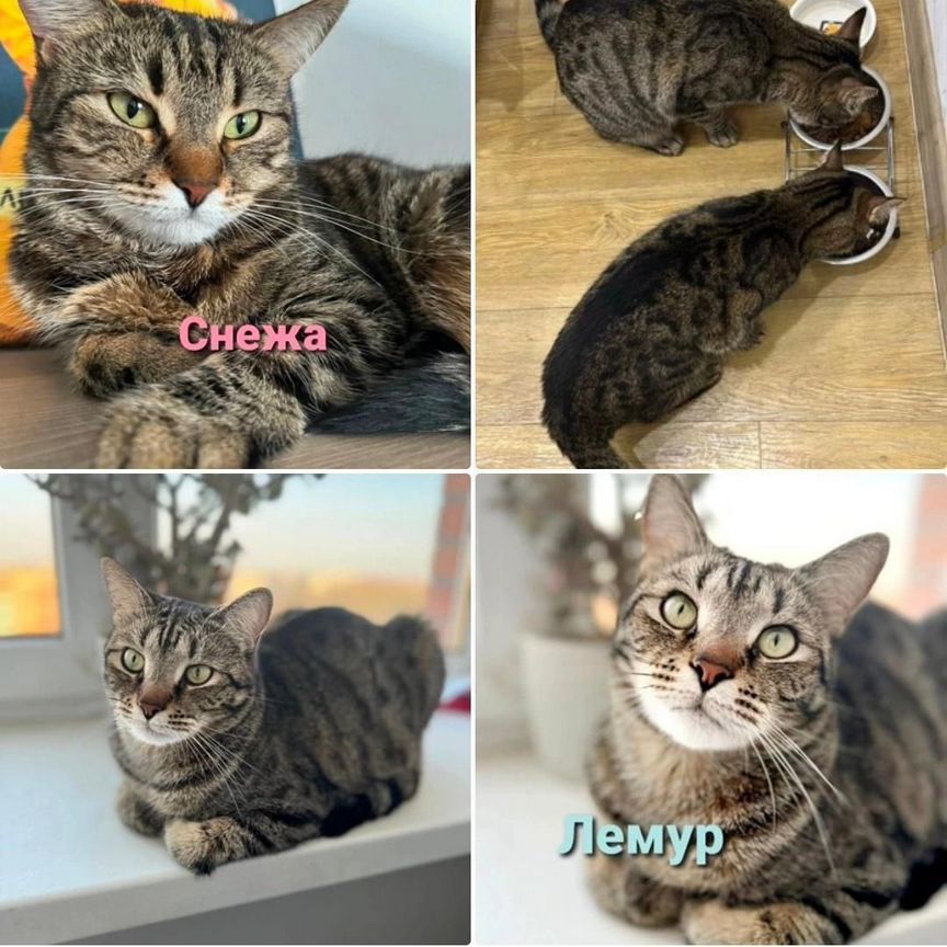 Котики в добрые руки